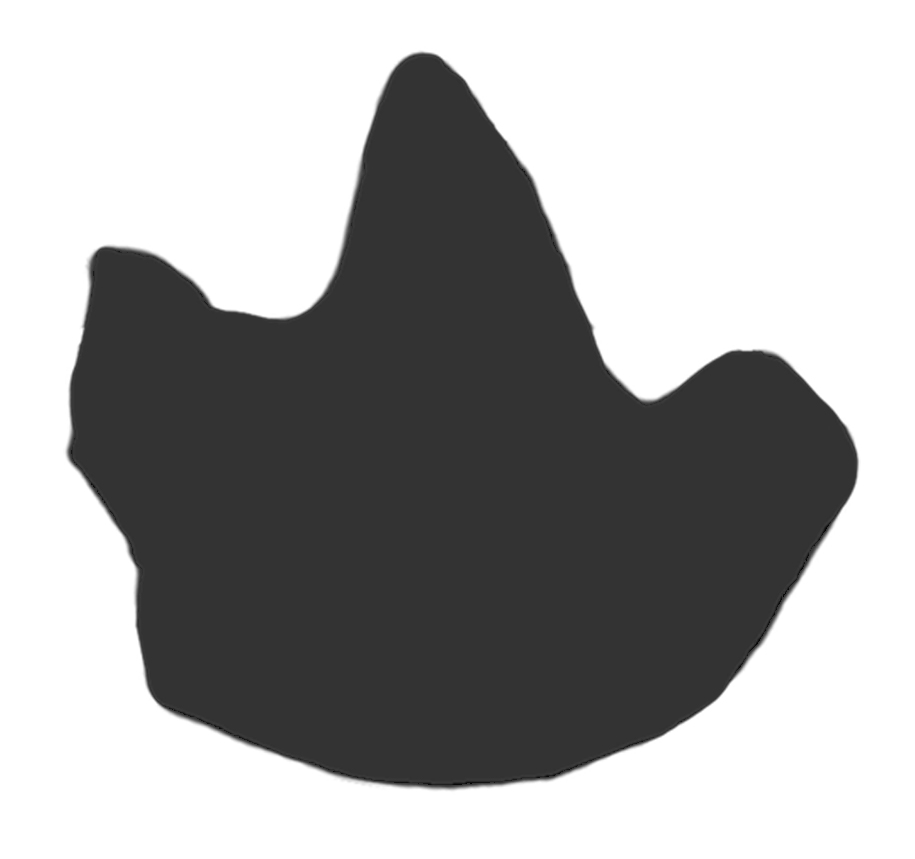 Australian Age of Dinosaurs | Amblydactylus