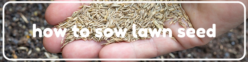 How to Sow Seed