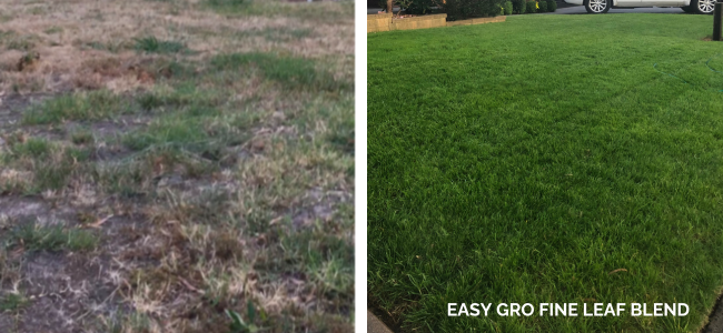Landscape Range Easy Gro™ Fine Leaf Blend