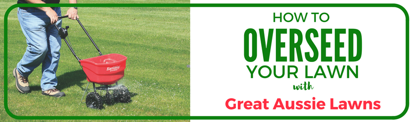How to Overseed Your Lawn