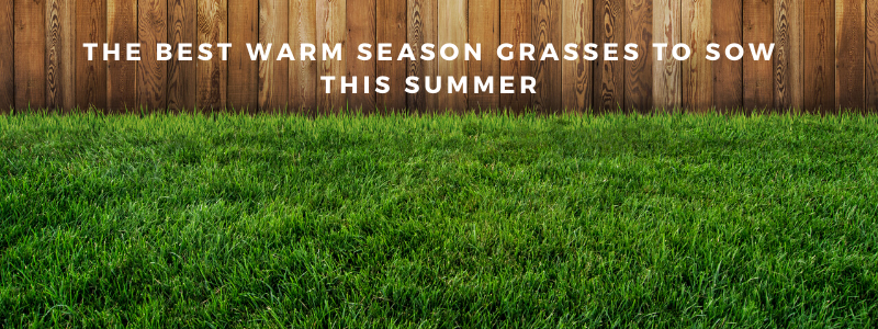Our best Warm Season Lawn Grasses to Plant this Summer