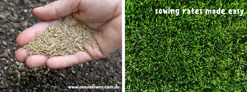 How to calculate your lawn seed sowing rate – How much lawn seed do I ...