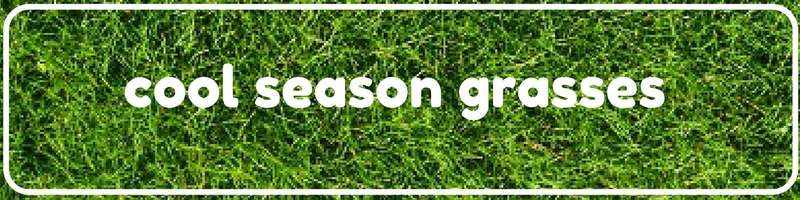 Cool vs Warm Season Grasses