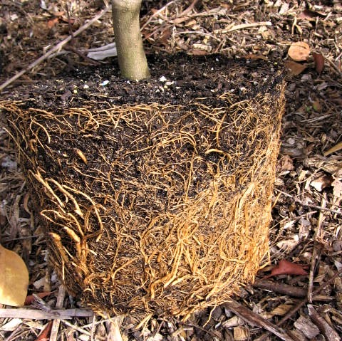 Good Planting Guide - Warners Nurseries