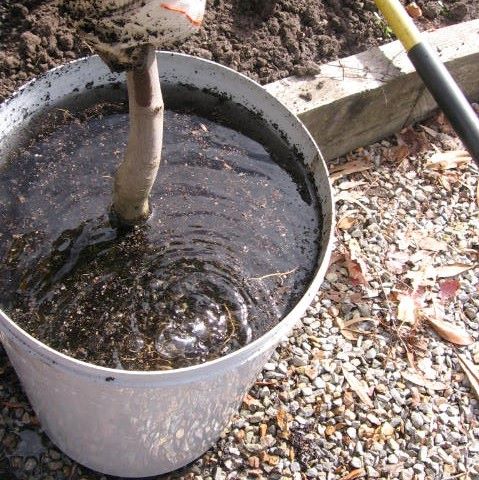 Good Planting Guide - Warners Nurseries